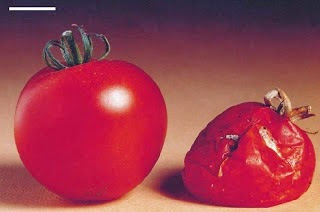 BEBE: Bioteknologi Pertanian : Transgenik Tomat Flavr savr