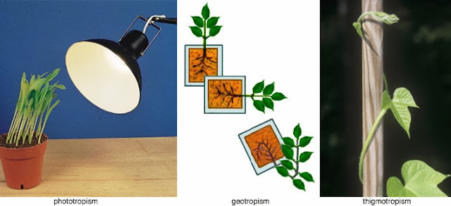 Mrs. Remis' Science Blog - 5th Grade: PLANTS: TROPISMS & HORMONES