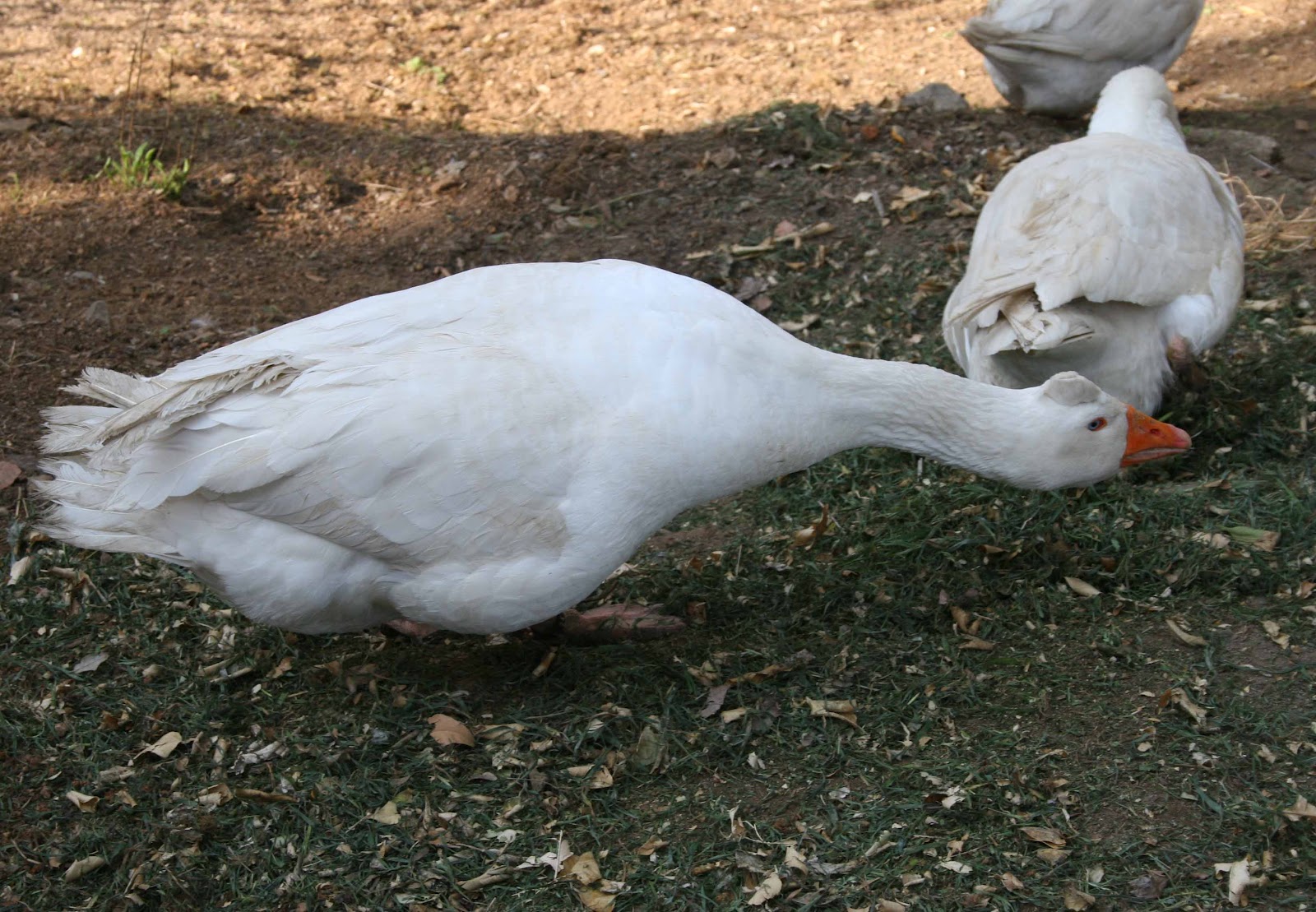 AVIARI CAN BOSCH DE SANT GREGORI: Ocas