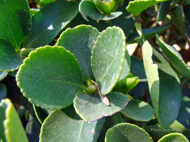 Floralquería. Dos Hermanas: Bonetero de Japón (Euonymus japonicus)