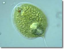 Algas (Alias Protistas): DIVISIÓN EUGLENOPHYTA (EUGLENOFITOS)