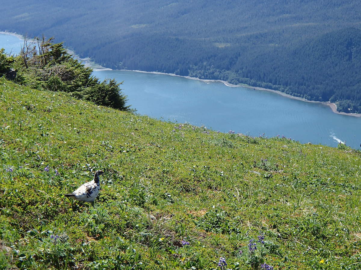Mt Roberts, Gastineau, and Gold Ridge Trail Guide | Perfect Little Planet