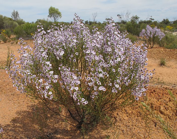 Esperance Wildflowers: Cyanostegia angustifolia - Tinsel-flower