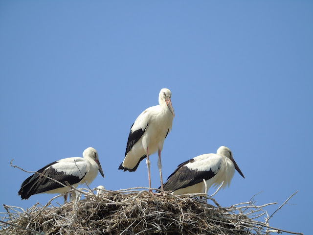 PASARI DIN ROMANIA: BARZA, Ciconia ciconia
