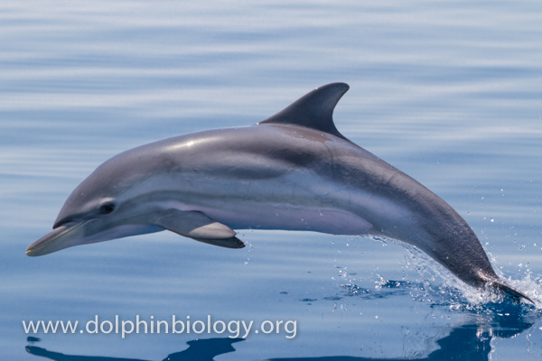 Dolphin Biology and Conservation: Neither striped nor common: intermediate