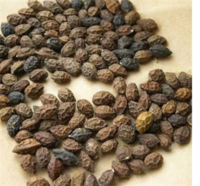 FARMAKOGNOSI : Fructus (buah): BRUCEAE FRUCTUS