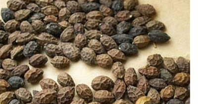 FARMAKOGNOSI : Fructus (buah): BRUCEAE FRUCTUS