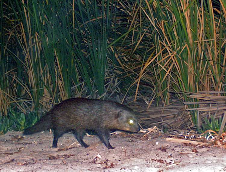 Remote Camera Trap - South Africa: Grey Matters