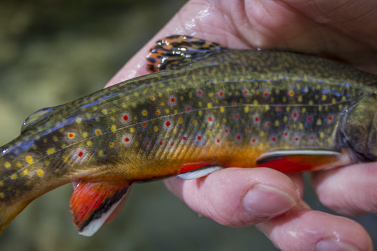what does a sea trout look like | New Brunswick Fishing Forum
