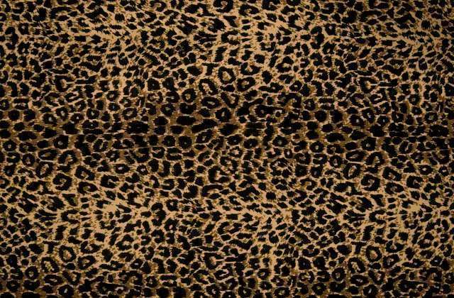 Cheetah Print - Type Animal