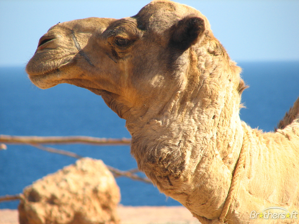 Very Amazing And Nice CAMEL Wallpapers HD