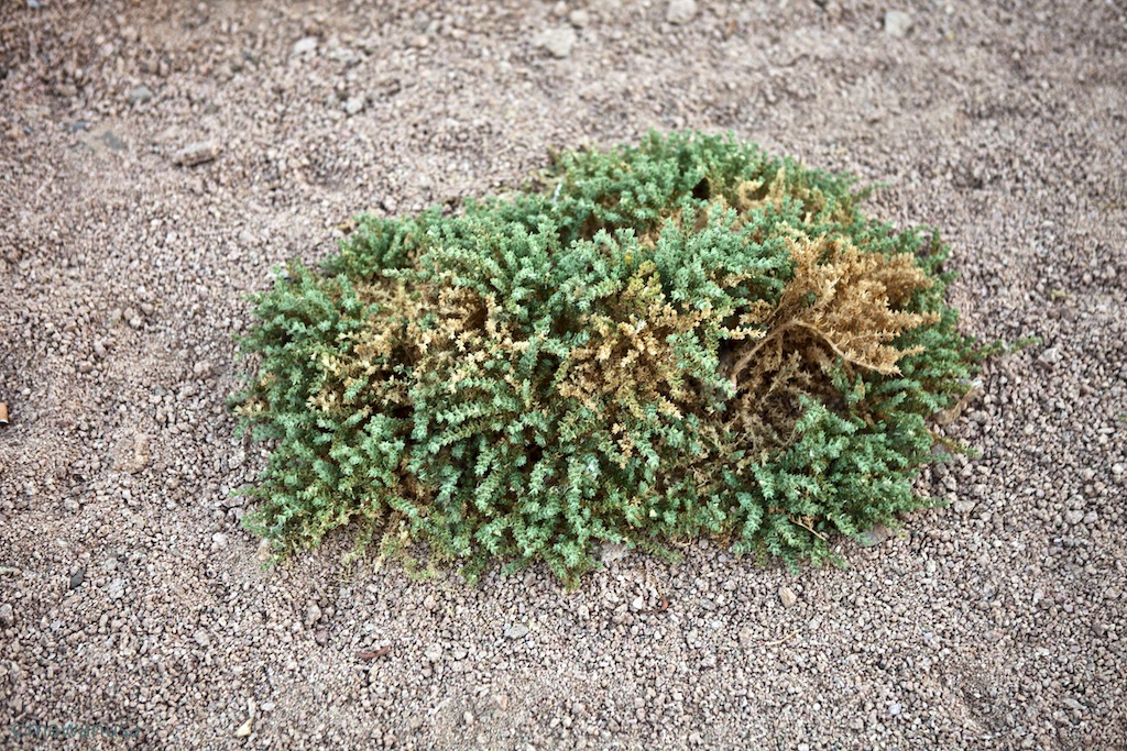 Wisemummy81: Holly Grass MARAMIA/ MIRAMIA!!!