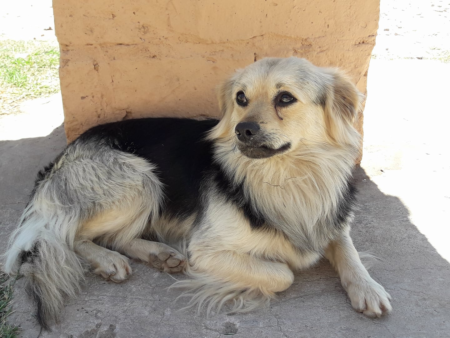 Buscan a la familia de un perrito extraviado en Quilmes Oeste ~ La ...