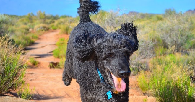 Fast Cory: Running With Our Obese Poodle Named Aunt Jackie