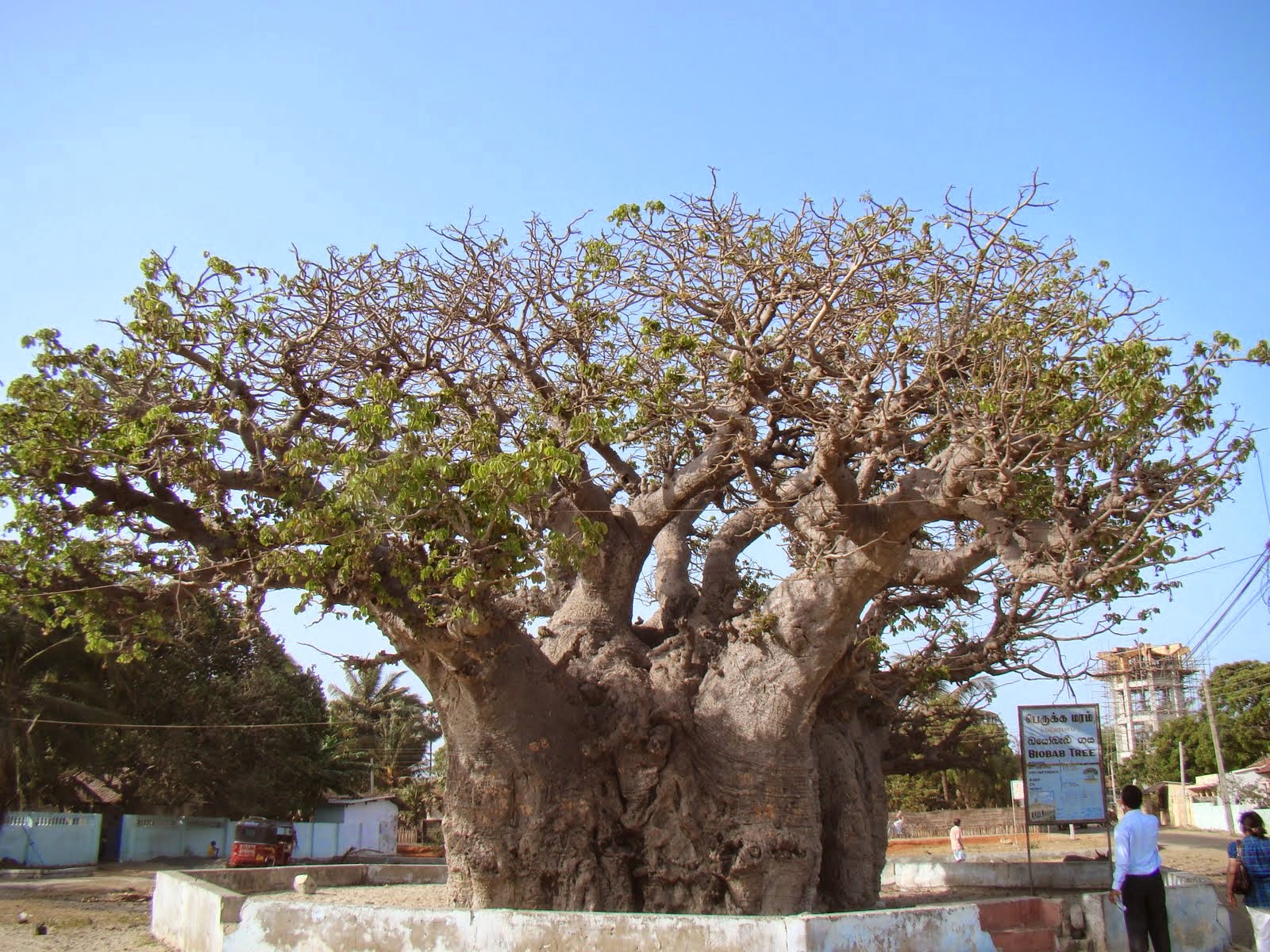 Sri Lanka Chamo Tours: The Island of Mannar