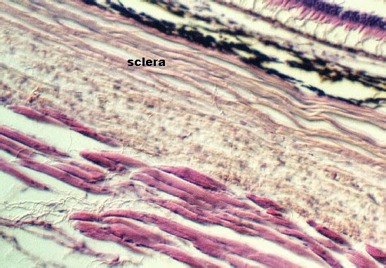 ErinBiol3500: My Favourite Tissue: The Eye