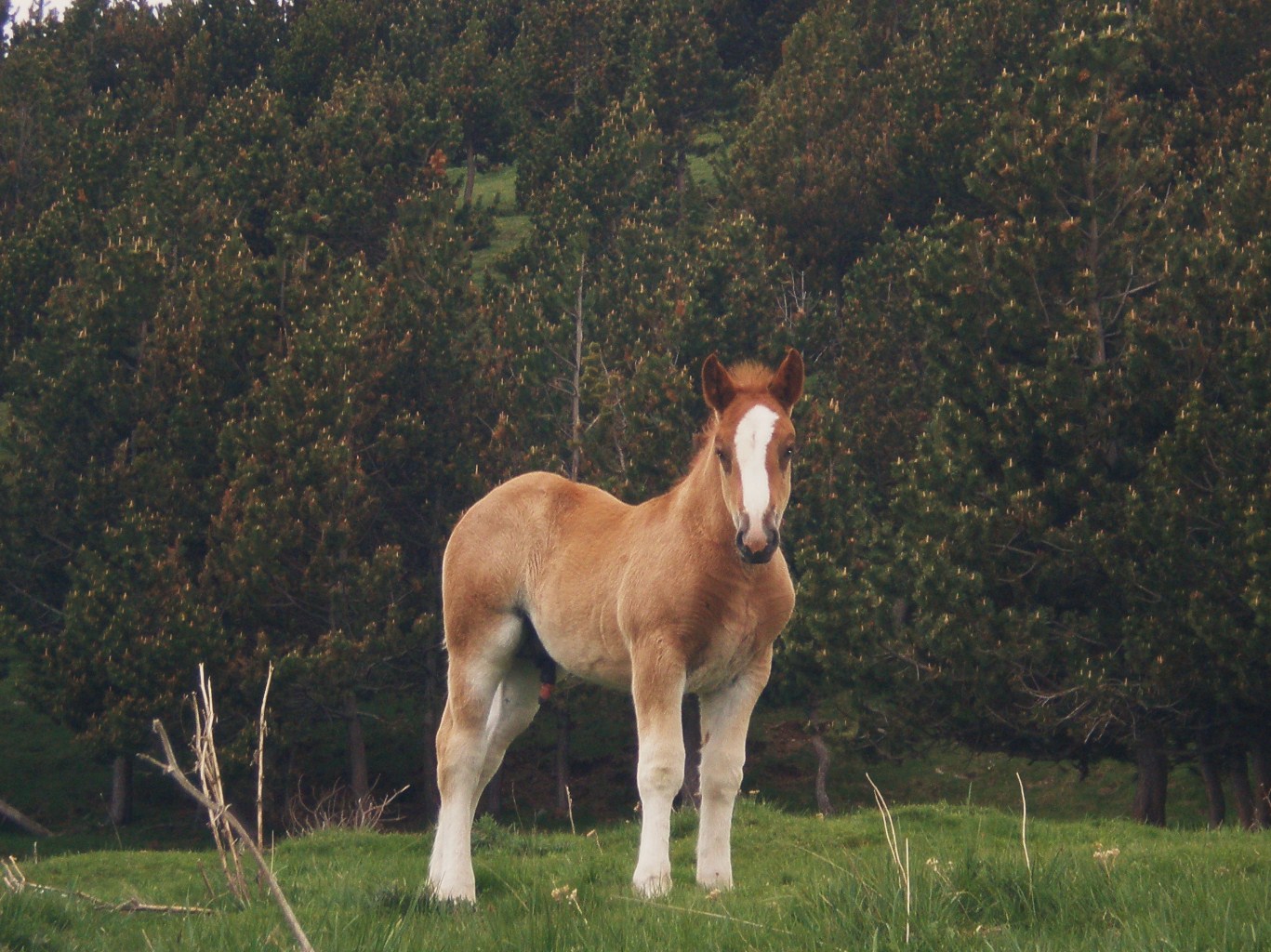CAMINAR Y SENTIR: BALANDRAU