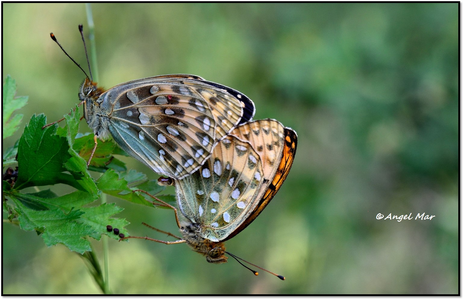 Butterflies and Dragonflies: Argynnis aglaja - (Speyeria aglaja ...