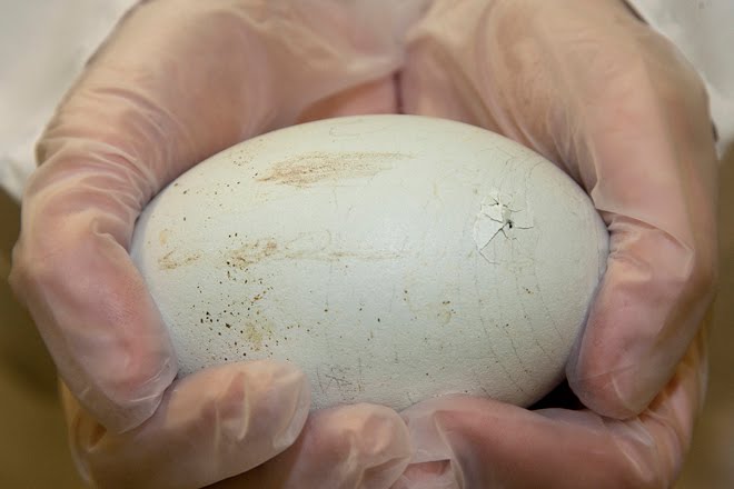 White Wolf : The first California Condor to hatch on live webcam