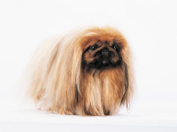 Ecoo Worldd: Pequinés