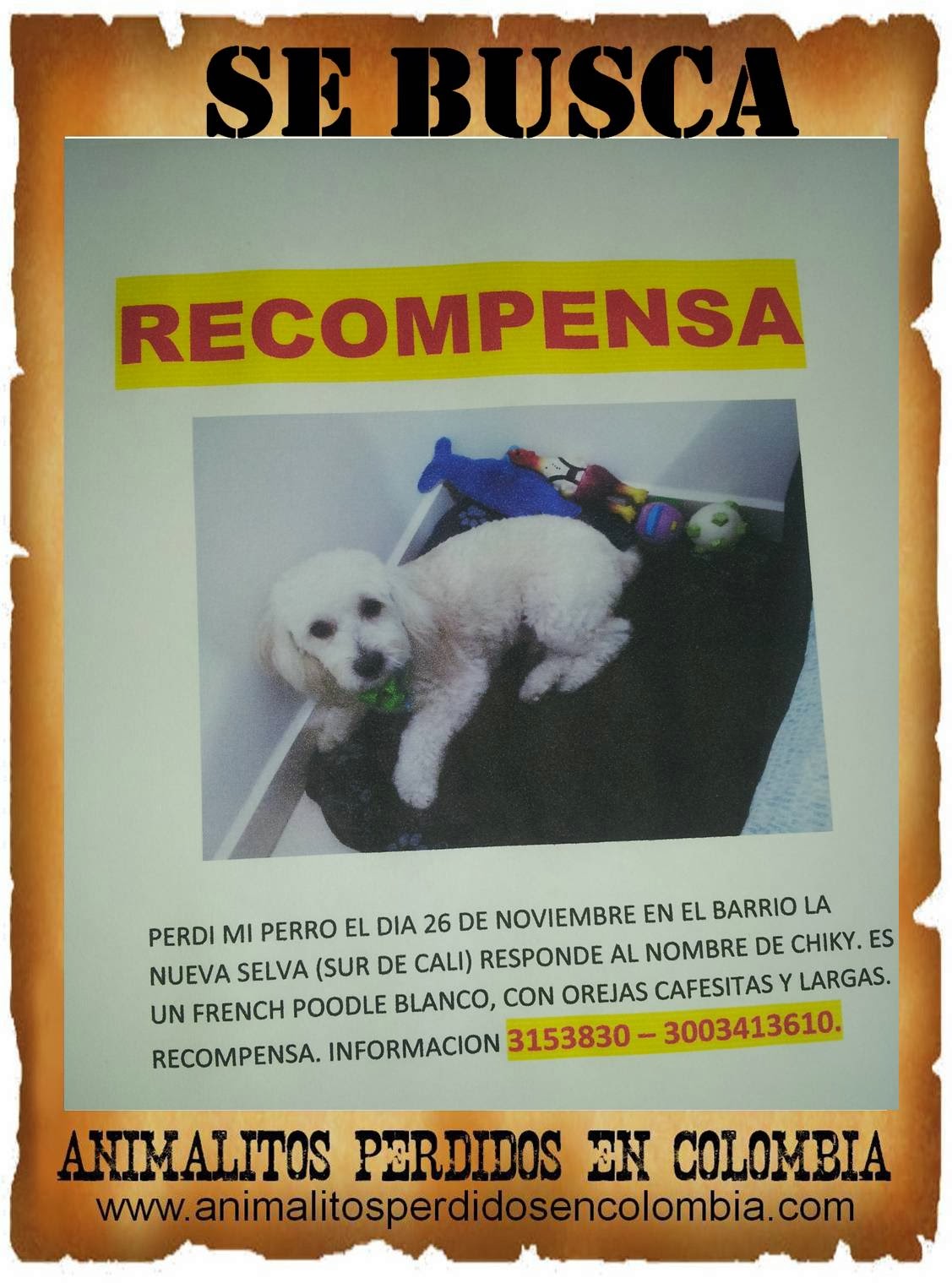 Animalitos Perdidos en Colombia: PERDIDO CALI- PERRO POODLE BLANCO ...