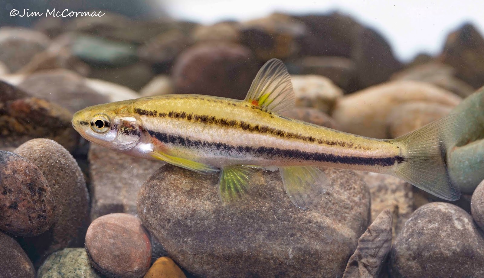 Ohio Birds and Biodiversity: Rosyside Dace, in nuptial colors