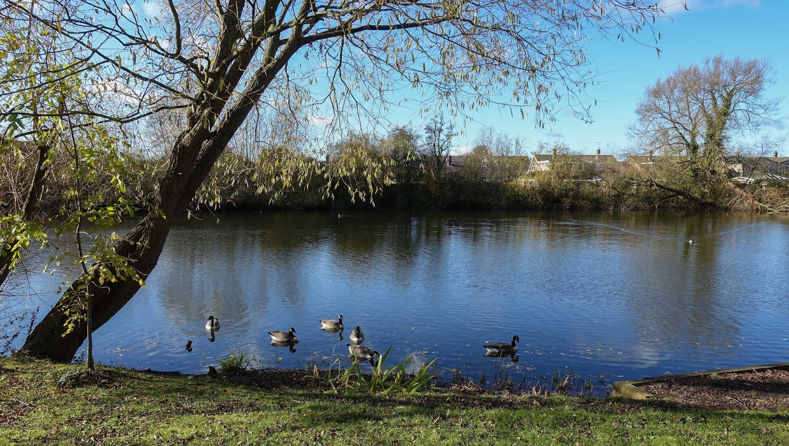The Palmours: Chapmans Pond