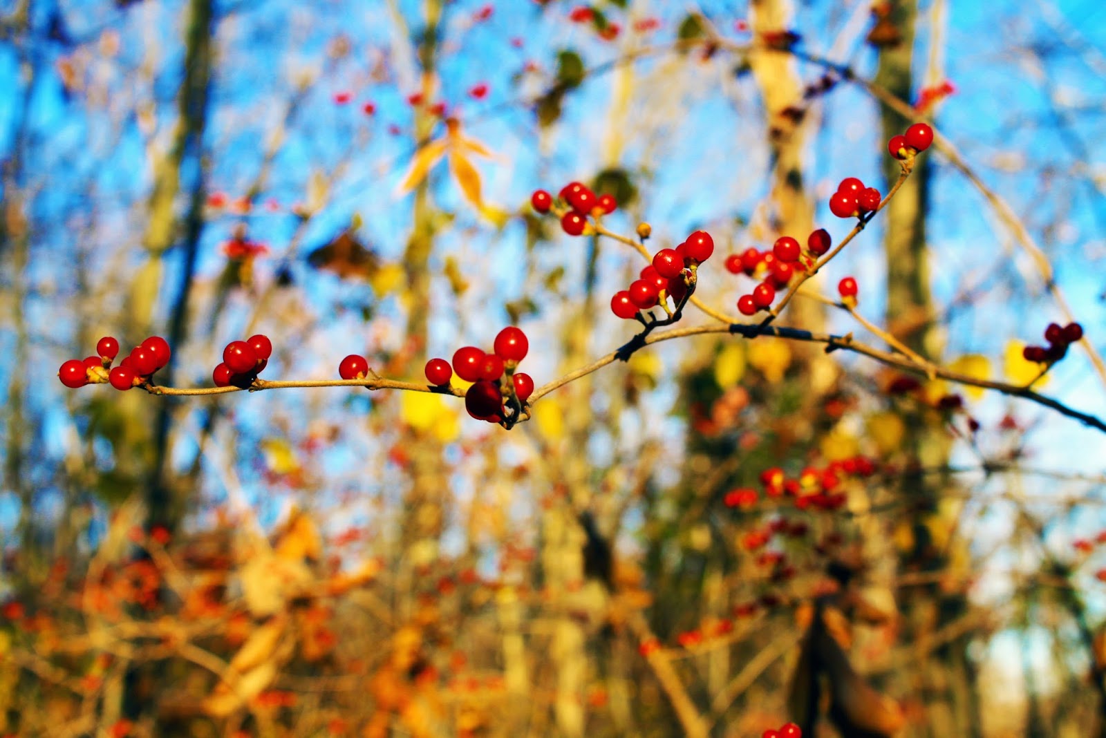 Wild berries along the Katy Trail in Weldon Springs Missouri