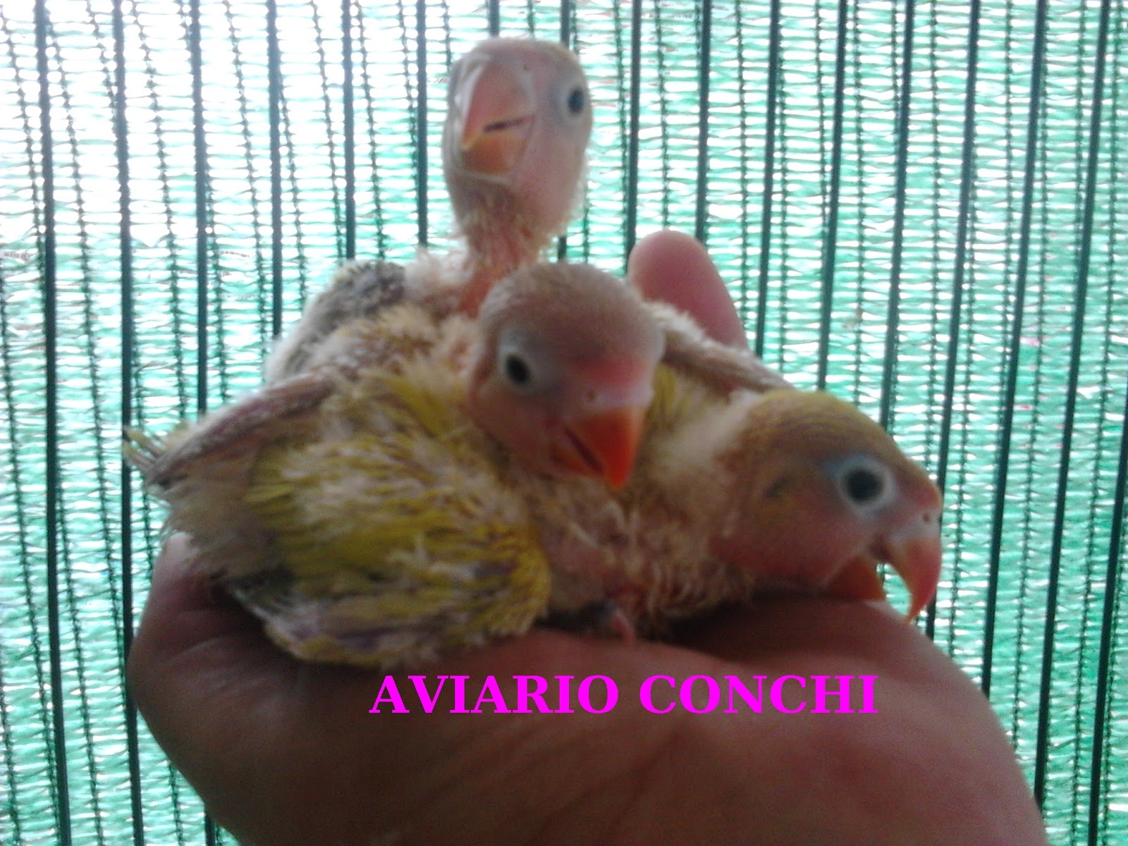 Aviario de conchi: Agapornis papilleros