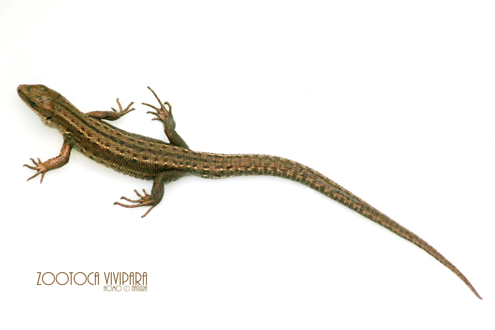 Homo Natura: Zootoca vivipara