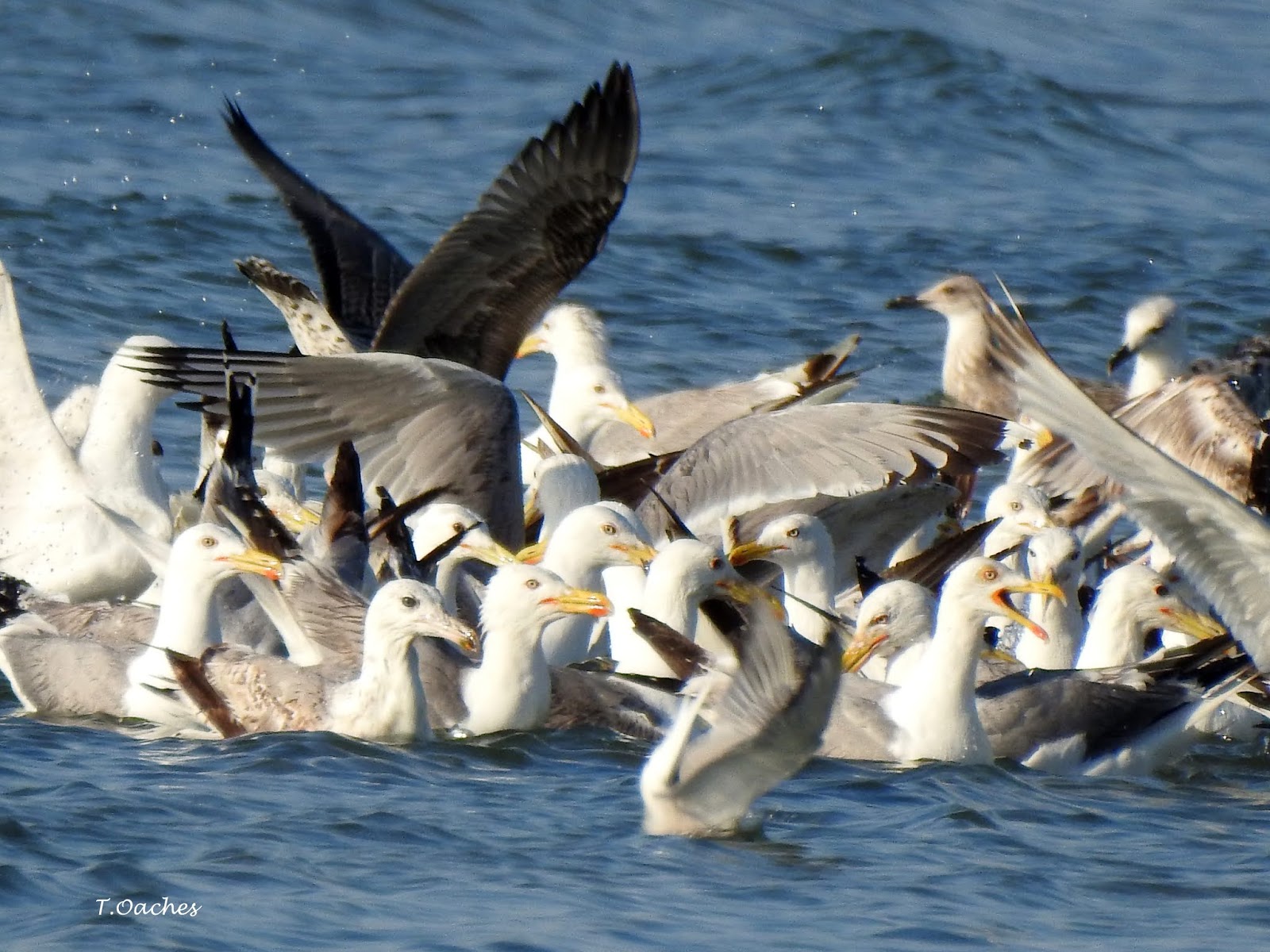 PASARI DIN ROMANIA: PESCARUS CU PICIOARE GALBENE, Larus michahellis