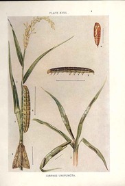 ജീവശാസ്ത്രജാലകം......: വിളകളും കീടങ്ങളും