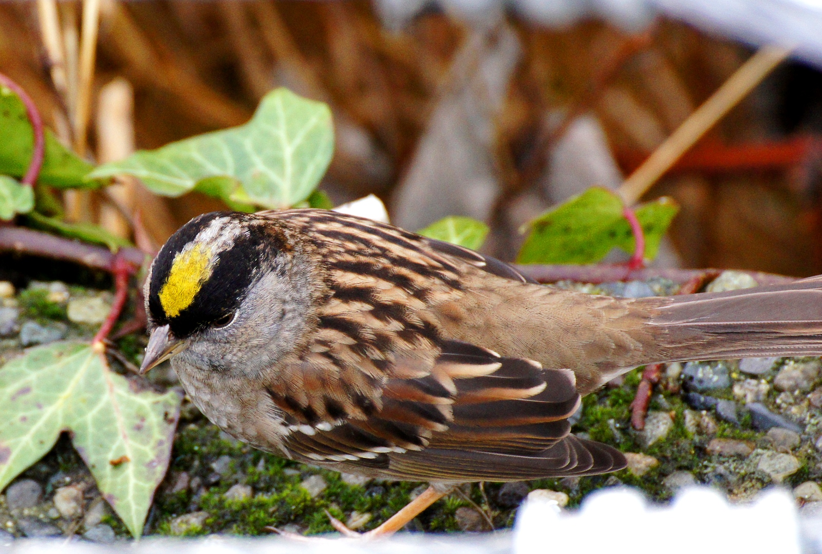 Victoria Daily Photo: Golden Crowned Sparrow (Zonotrichia atricapilla)