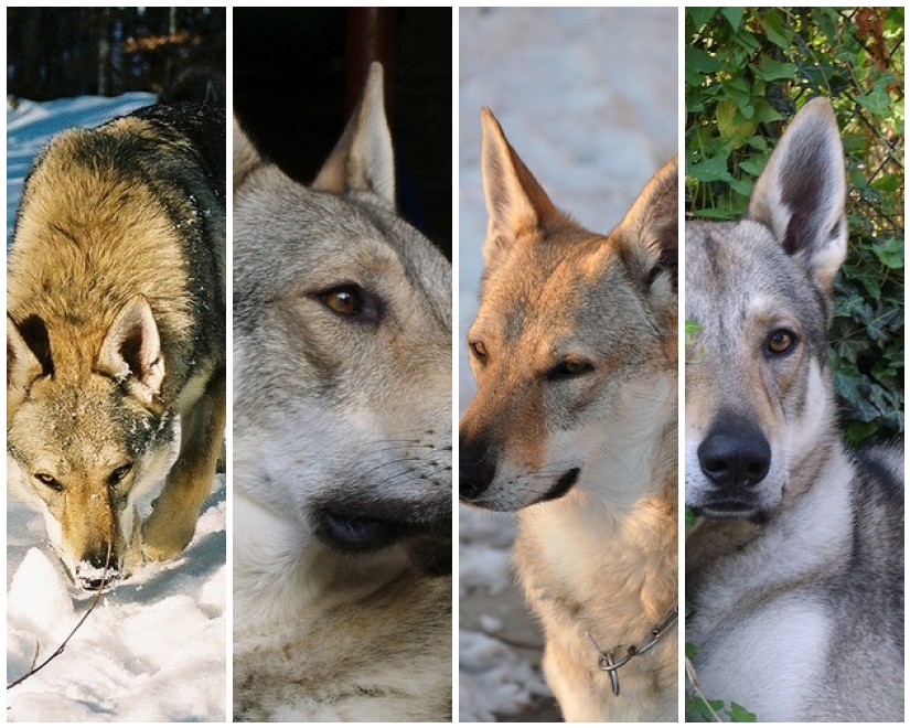SULLE ORME DEL LUPO: I NOSTRI STAGE - CONOSCERE IL CANE LUPO CECOSLOVACCO