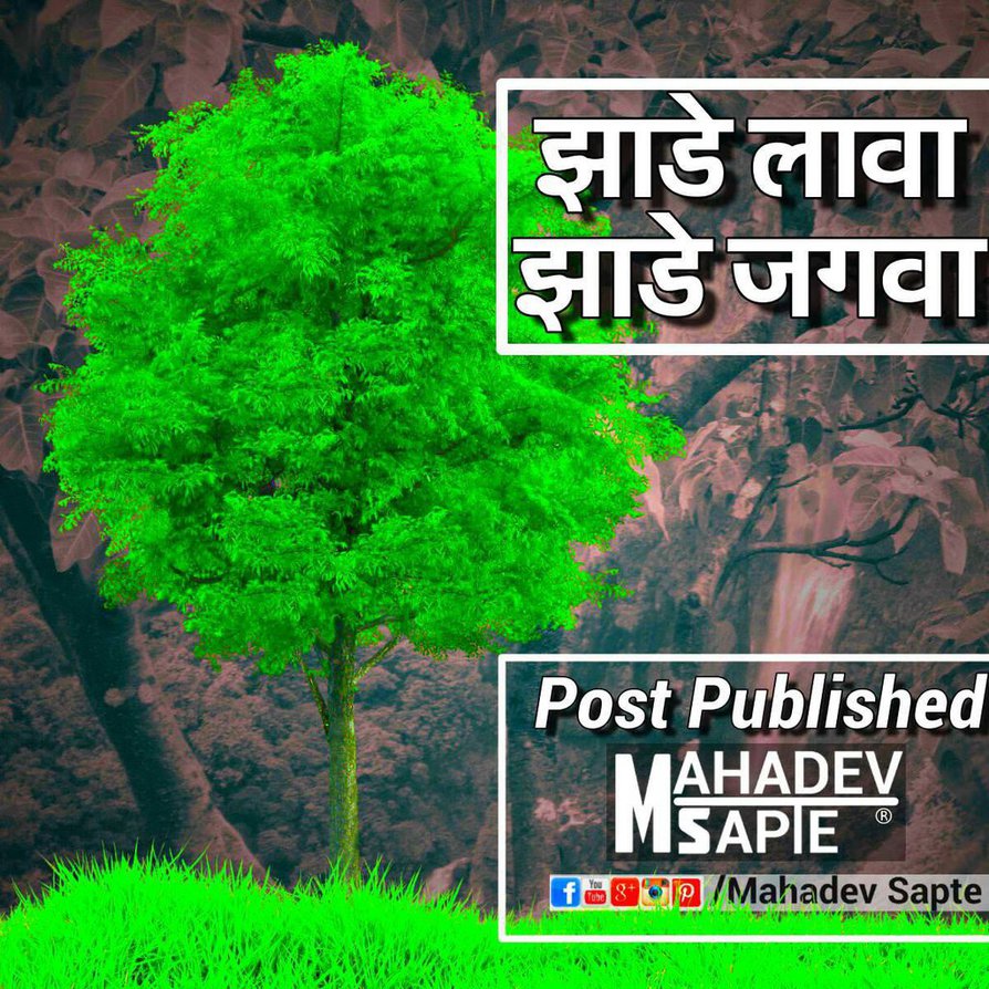 Kas Pathar - Satara : कास पठार- Kaas Plateau (Valley of Flowers) Photos ...