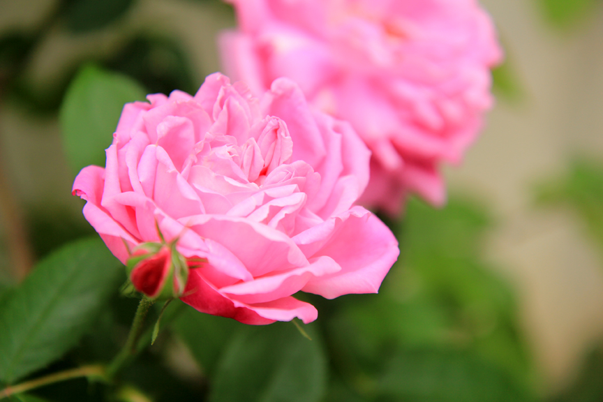 Mademoiselle Mermaid: Friday Flower Pick : Roses, Weather or Not