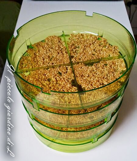 Il piccolo giardino di L.: Una nuova avventura: come usare il germogliatore