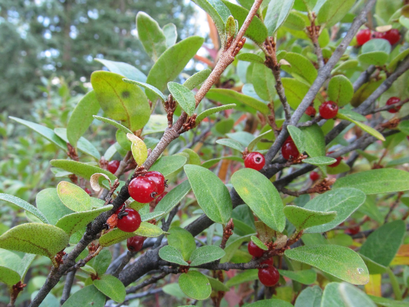 Yukon Wild Berries: soap berry