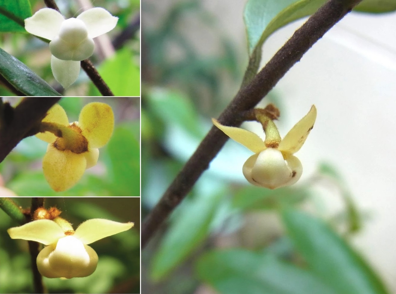 Species New to Science: [Botany • 2019] Mitrephora chulabhorniana ...