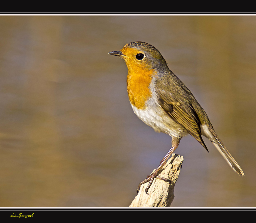 MIS AMIGAS LAS AVES: Petirrojo (Erithacus rubecula)