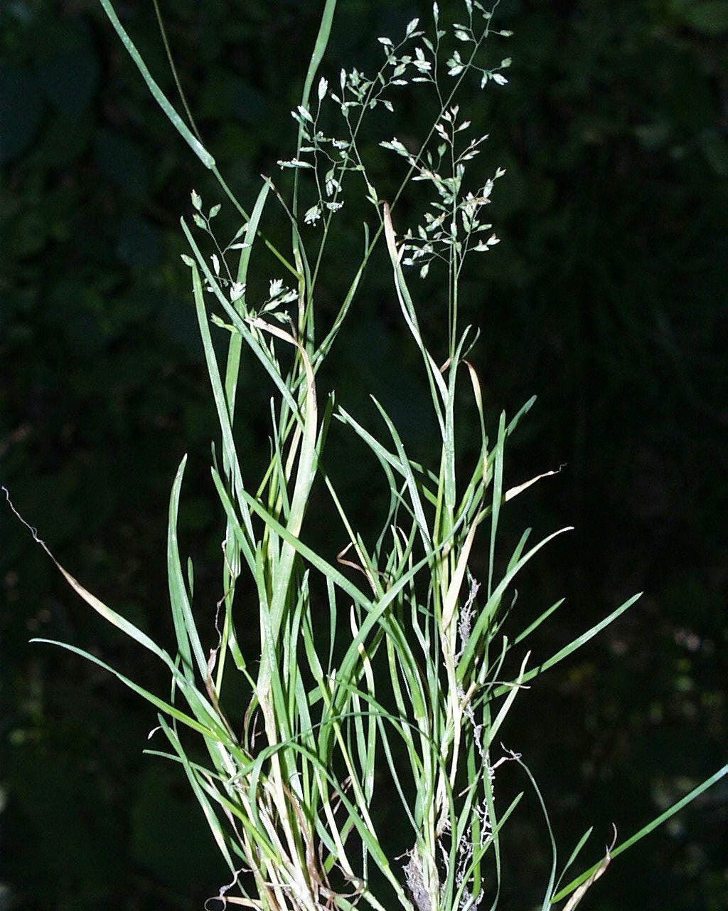 Flora de Puerto Rico Ilustrada Papo Vives: POACEAE POA ANNUA Y POA ...
