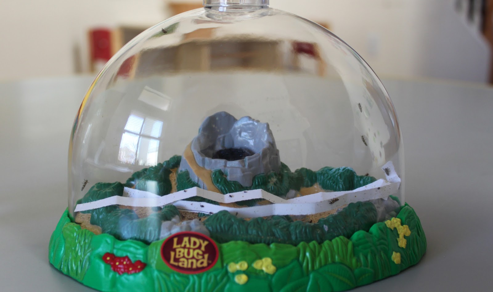 Seedlings Nursery School: Life Cycle of a Ladybug