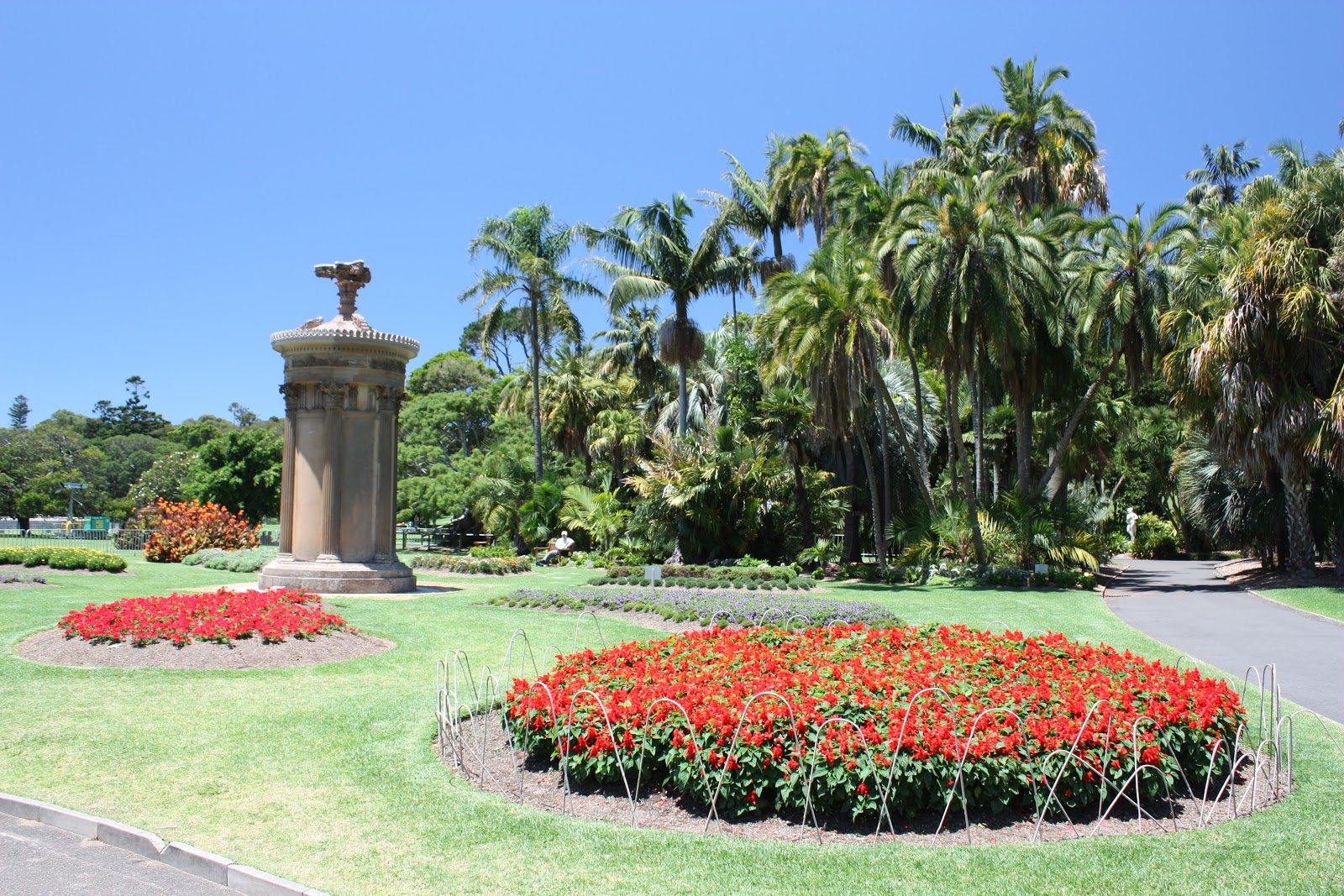 Sydney - City and Suburbs: Botanic Gardens, flowers