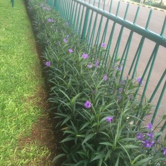 Ruellia simplex | Pustaka Flora | Database Tanaman Landscape