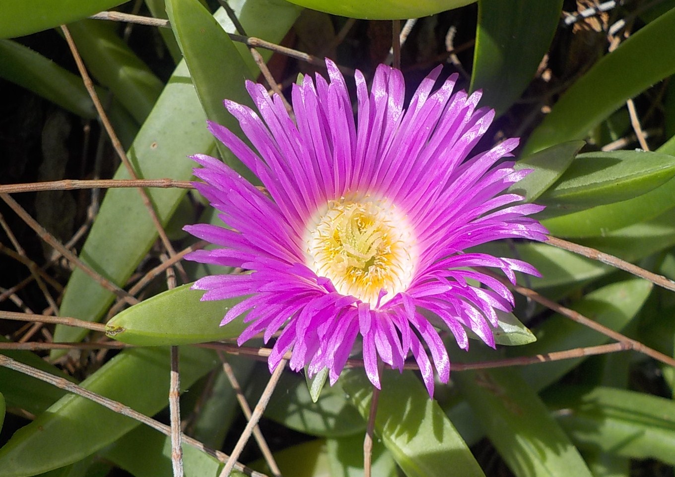 a hopeful nature: Native Blooms 1
