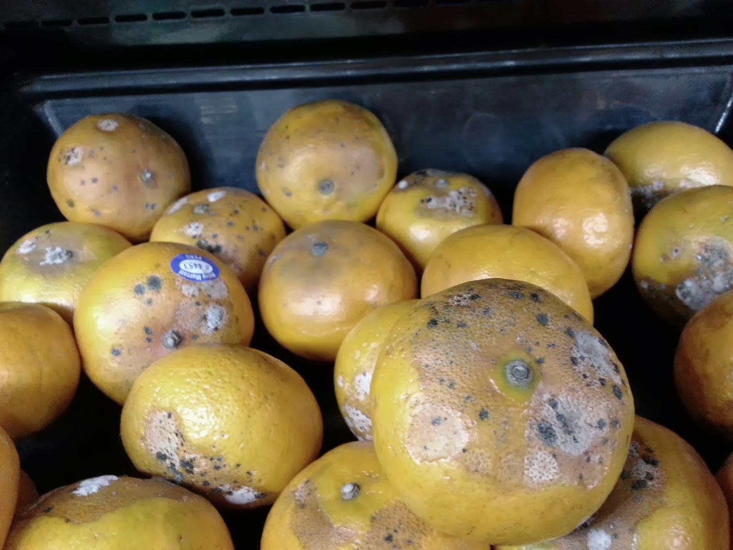 Pieces of Eights: The rotting fruit & vegetables of Palau