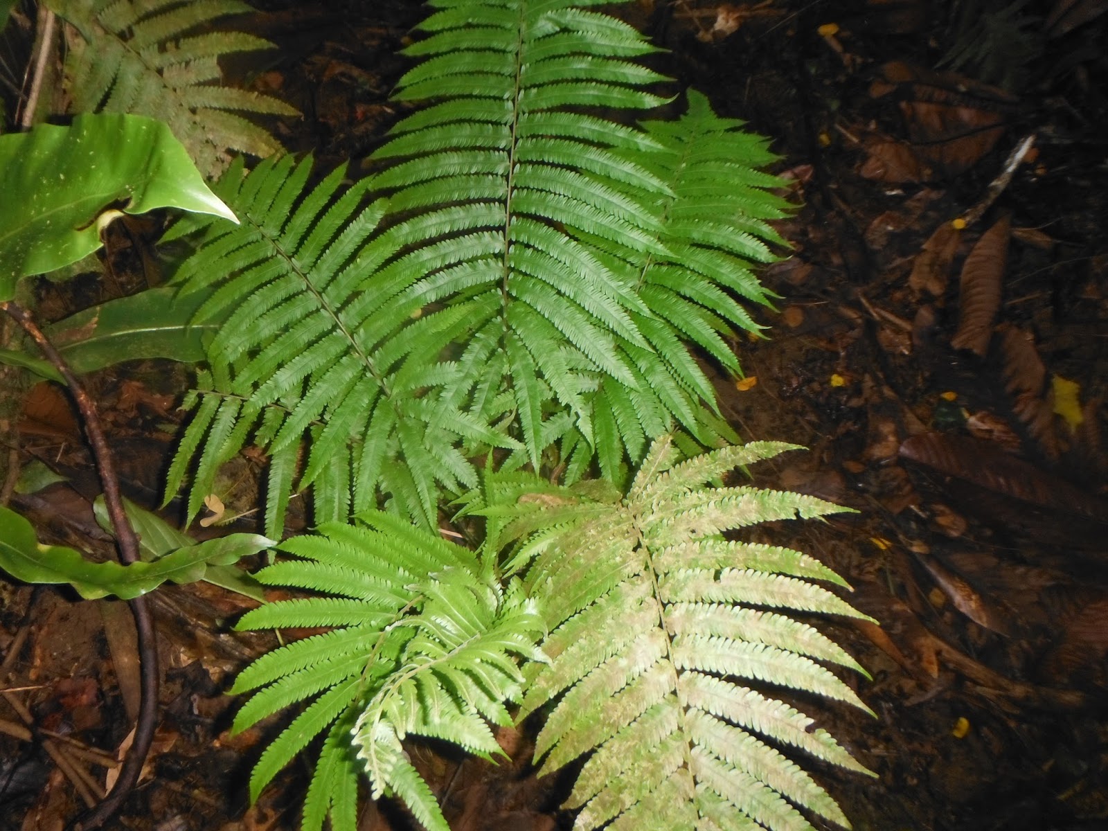 Monilophyte and lycophyte hike