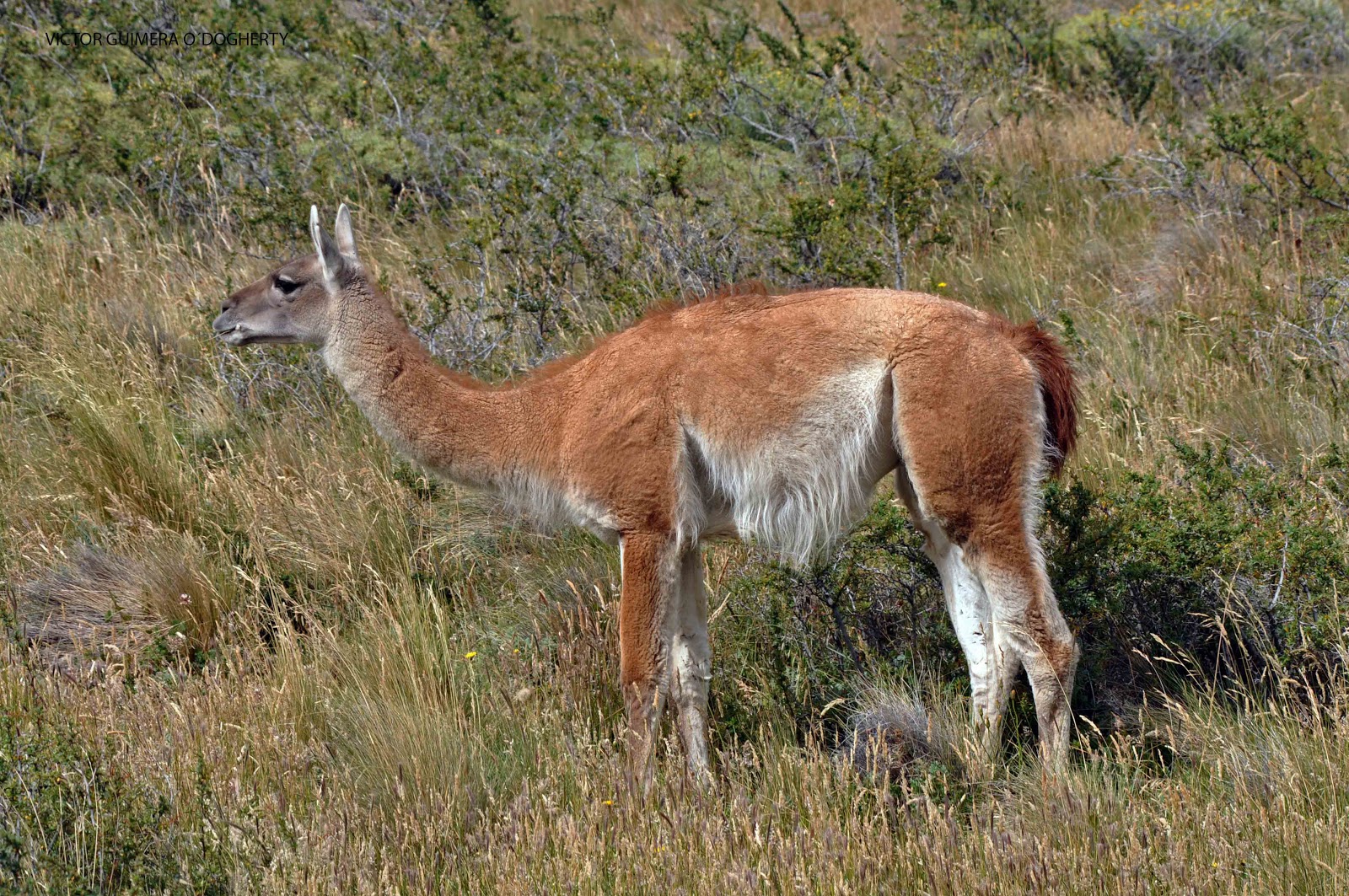 Mis imágenes de aves: GUANACOS EN EL P.N. TORRES DEL PAINE
