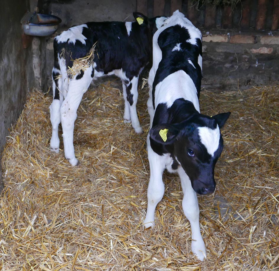 CABINET OF CURIOSITIES: Delivering a calf