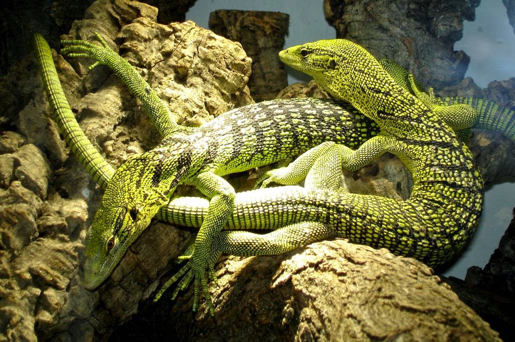 Jenis - jenis atau Macam - macam Varanidae / Varanus / Varanatic ...